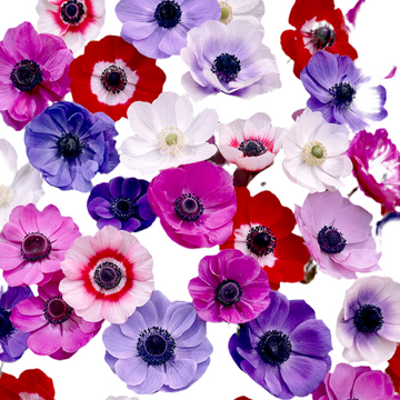 Welcome to New Era Flowers Wholesale