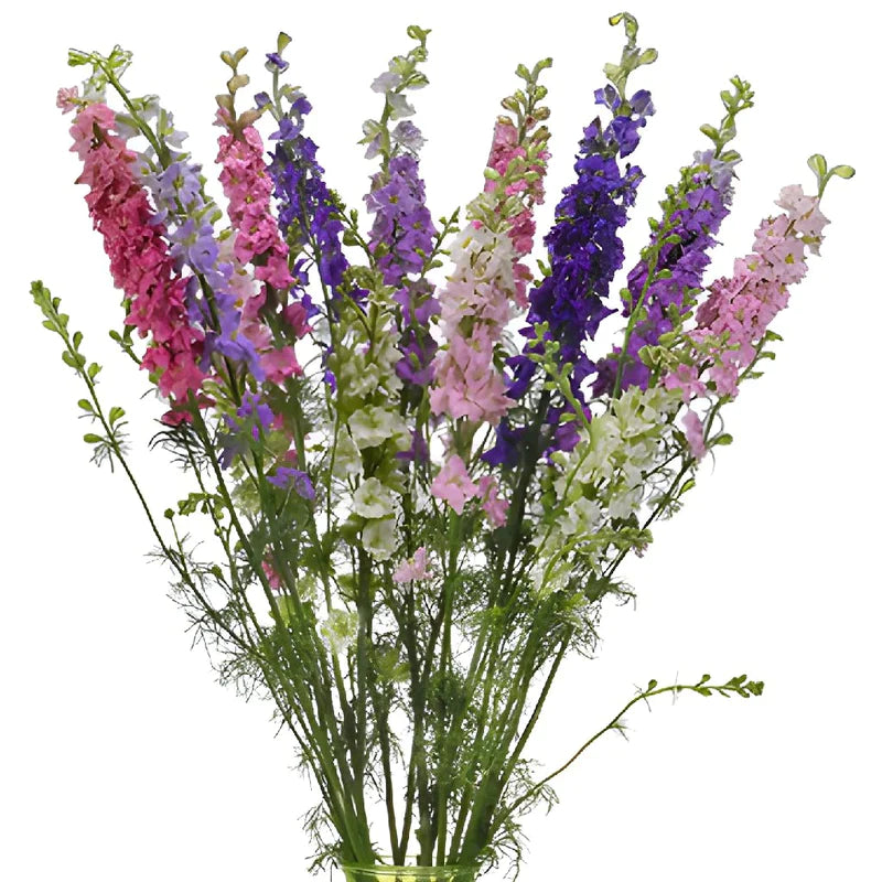 Larkspur 1501 – New Era Flowers Wholesale